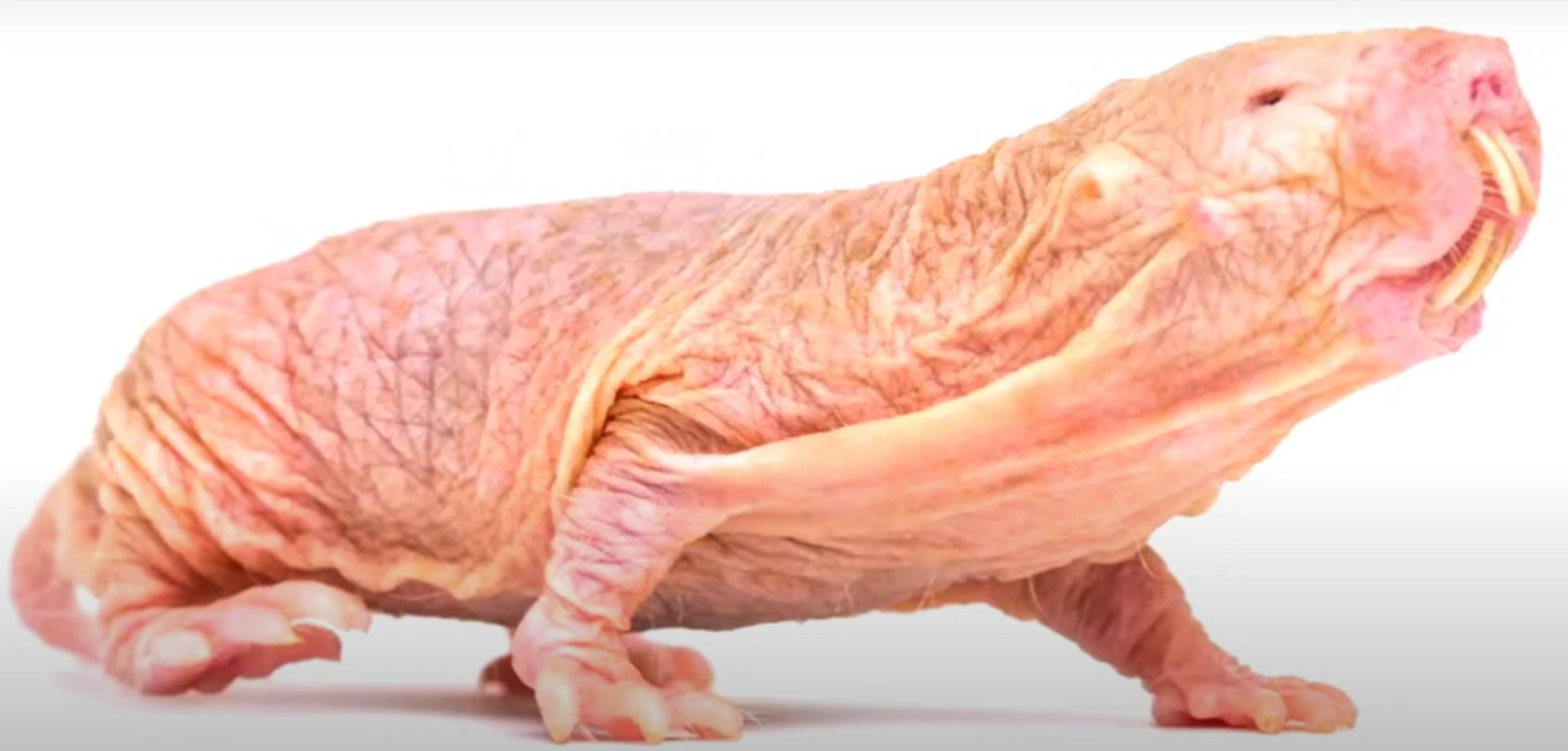 Yall I found Experiment | Fandom