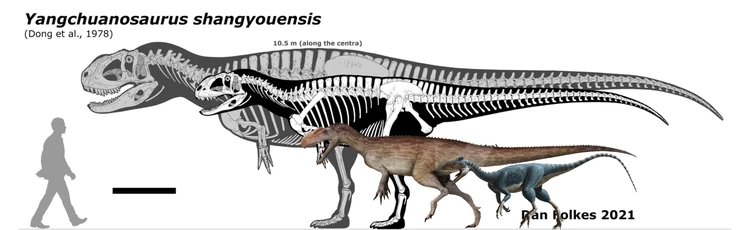 Yangchuanosaurus,Monolophosaurus and Guanlong size comparison | Fandom
