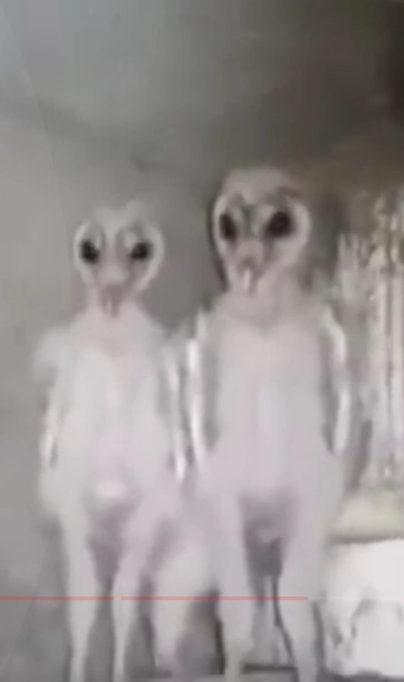 Discuss Everything About Horror Film Wiki | Fandom