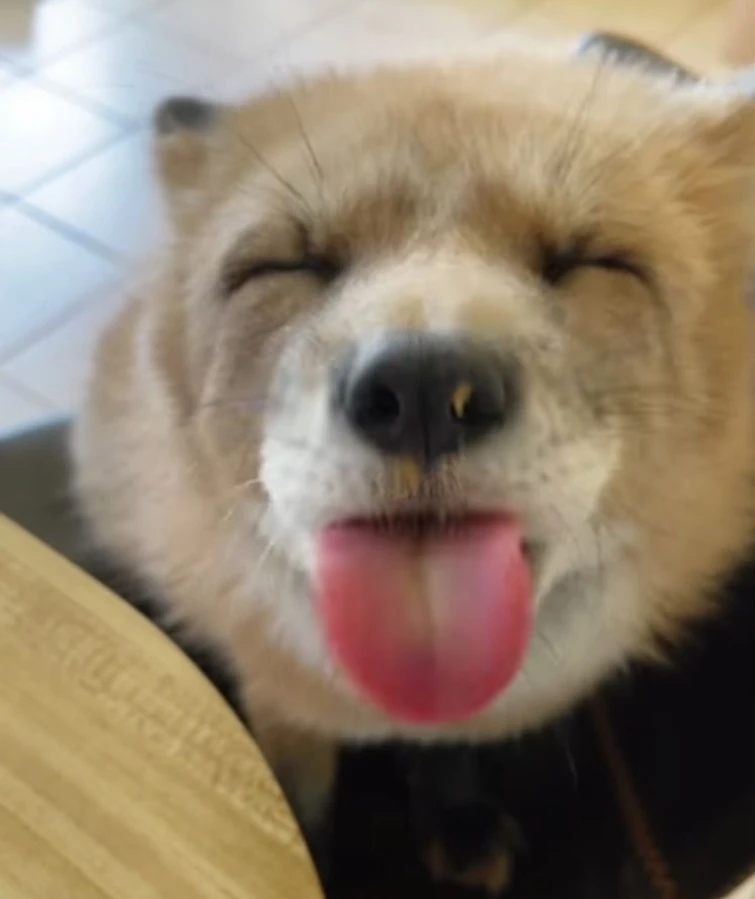 STITCHFACE IS SUPERIORITY MUAHAH | Fandom