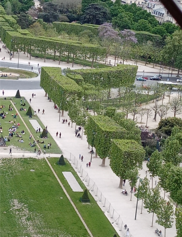 Minecraft trees irl | Fandom