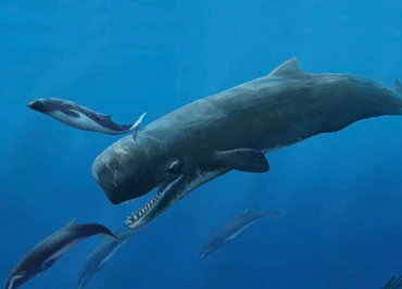 Matchup of the Miocene Sperm Whales Part 1. Which Great Whale do you ...