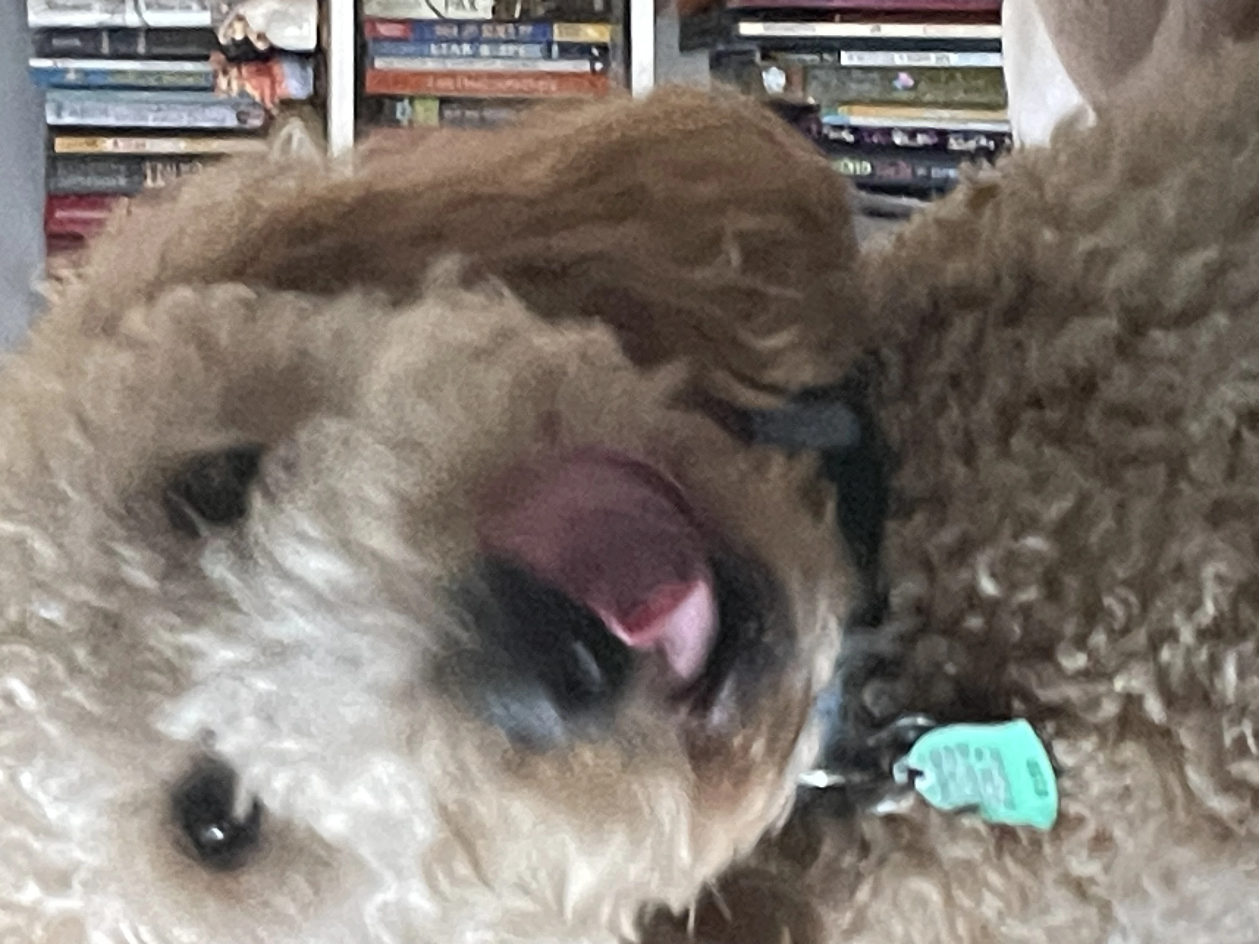 Woof | Fandom