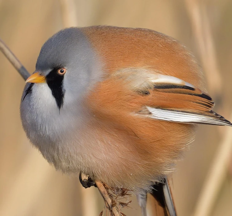 let me introduce to you: bearded reedling, world's roundest bird | Fandom