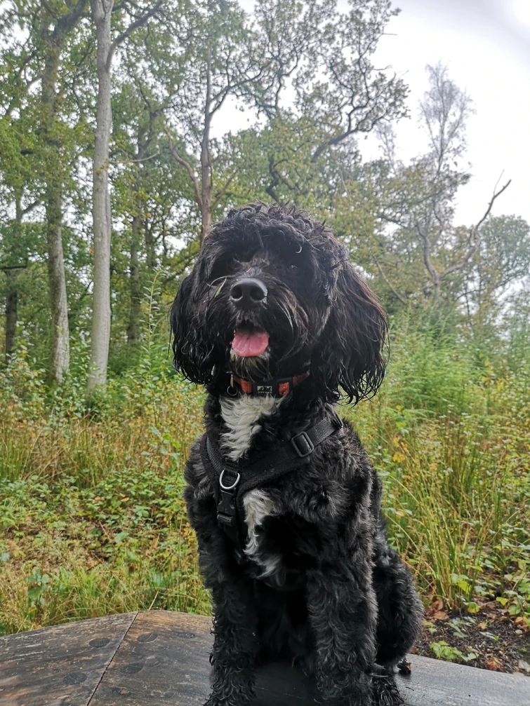 Pictures of my dog | Fandom