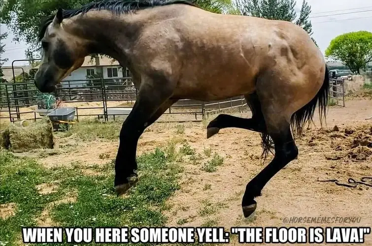Quarter Horse Memes Funny Quarter Horse Etsy