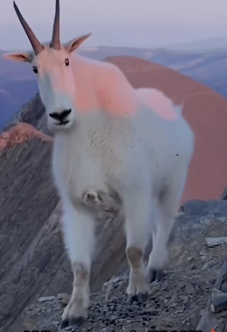 Discuss Everything About Wiki Reino Animalia | Fandom