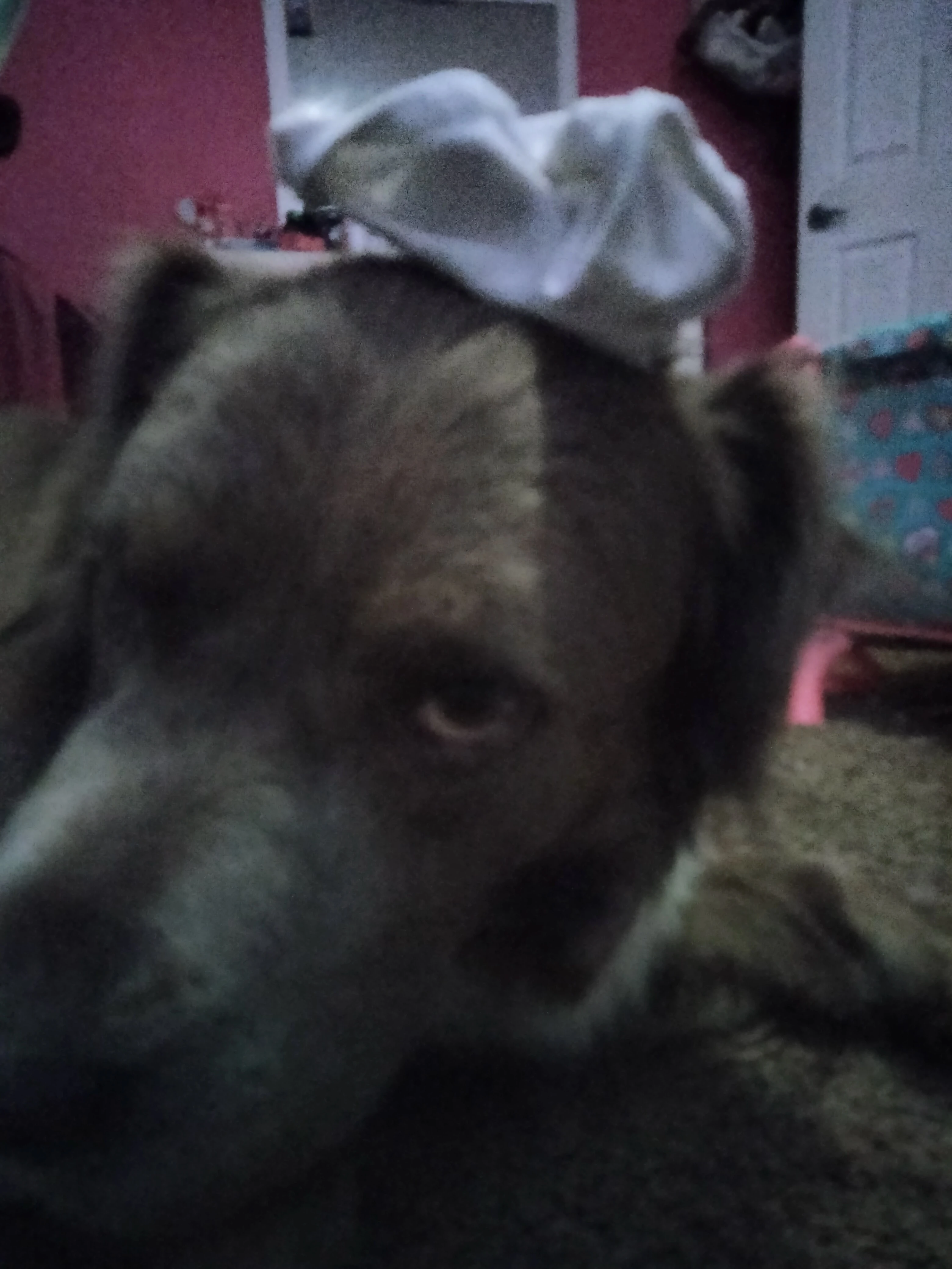 Dropped my socks on my dog | Fandom