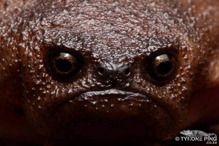 START THE COUNTDOWN 2 HOURS LEFT | Fandom