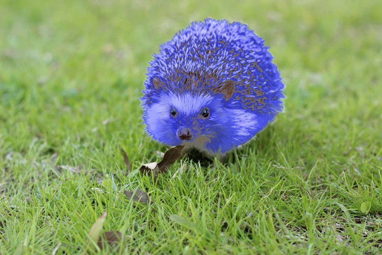 Blue Hedgehog That Definitely Isn't Sonic | Fandom