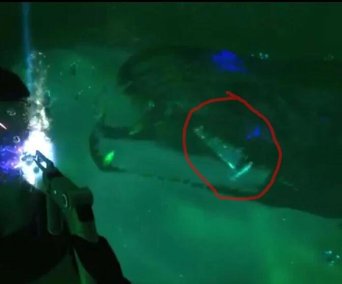 What a Ghost Leviathan in the gargantuan leviathan skull look like | Fandom