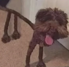 My dog | Fandom