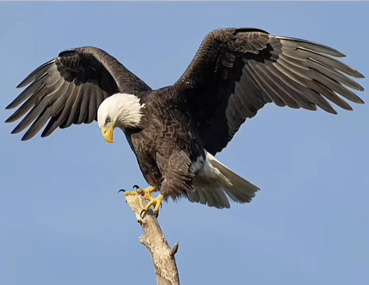 spot the difference | Fandom