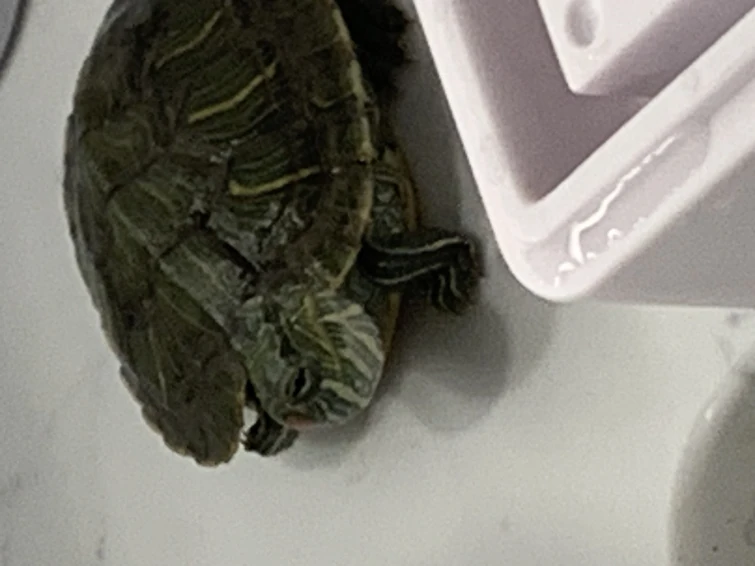 Look at the yurtle | Fandom