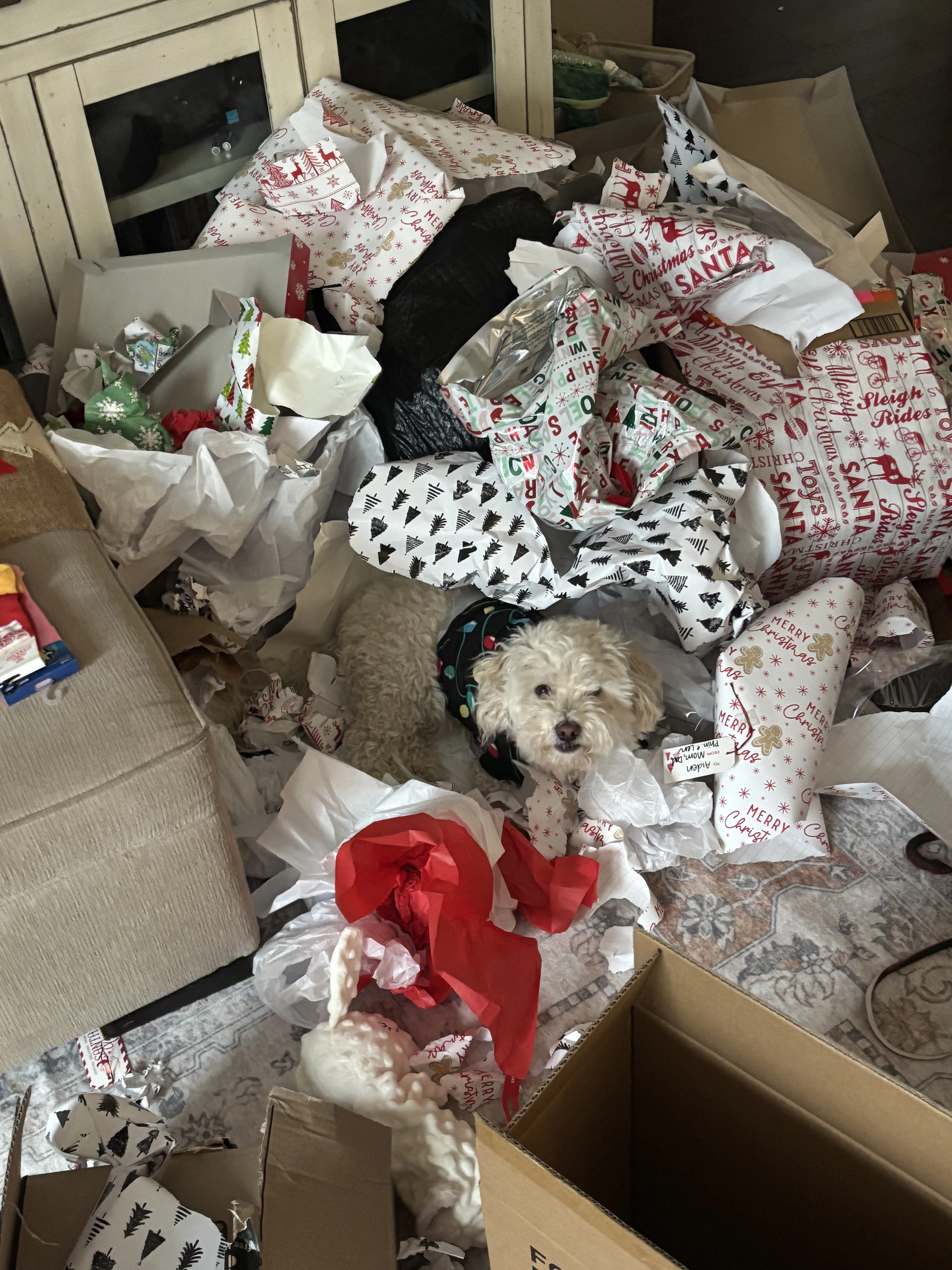 Festive doggo | Fandom