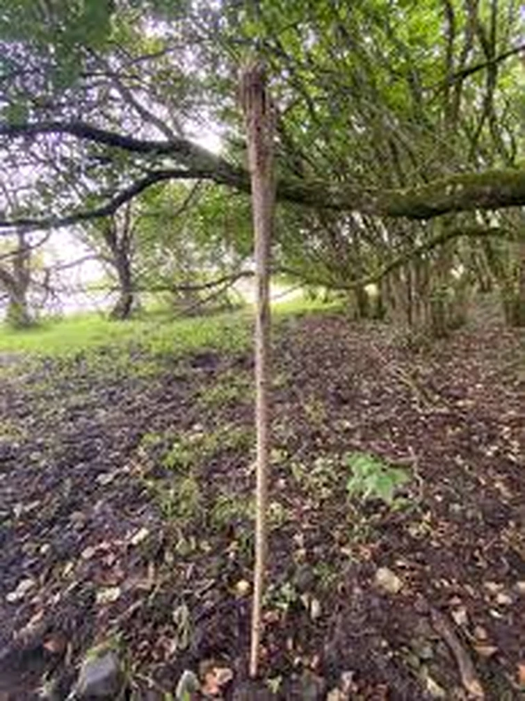 when ppl call u straight as a stick but ur not even close to straight ...