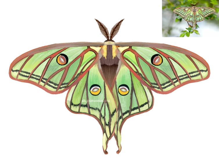Moths I digitally painted | Fandom