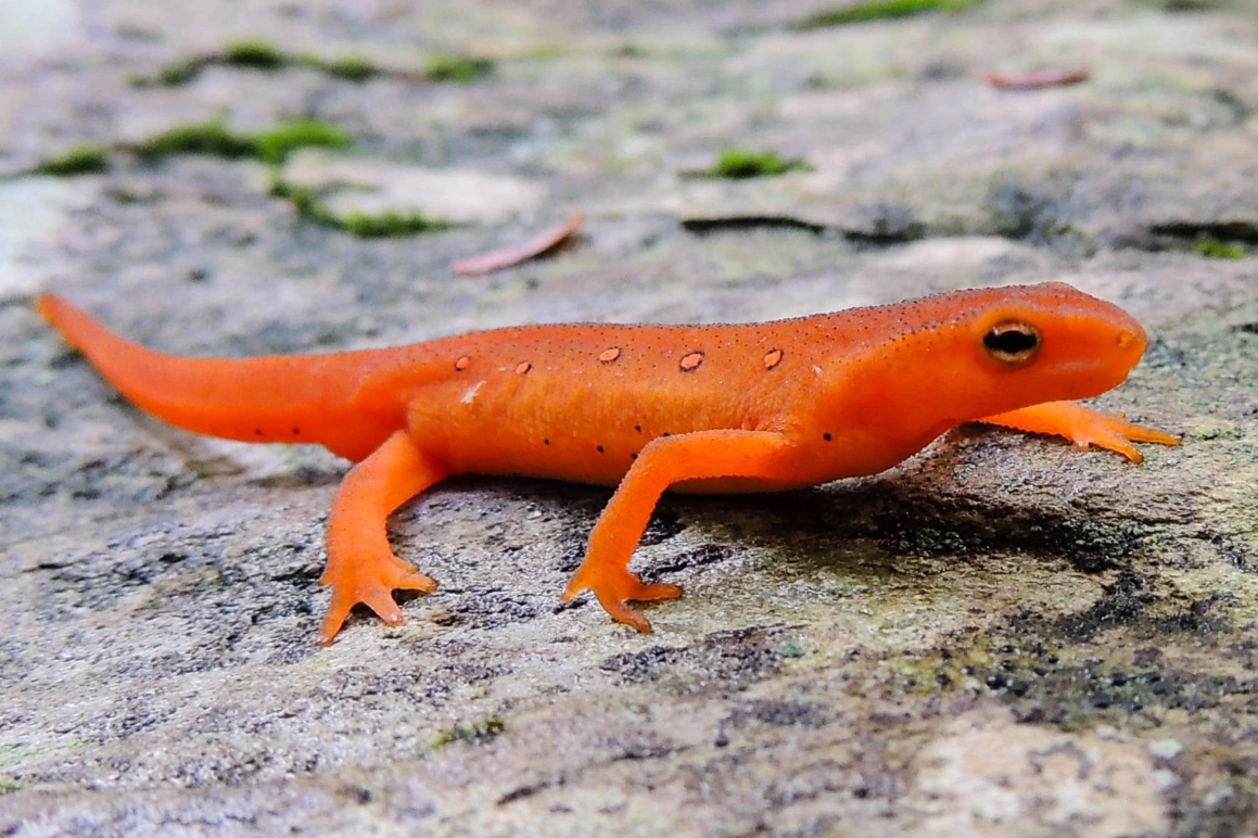 its me !!1!!!!!!111!!!!!!!!!111!!! | Fandom