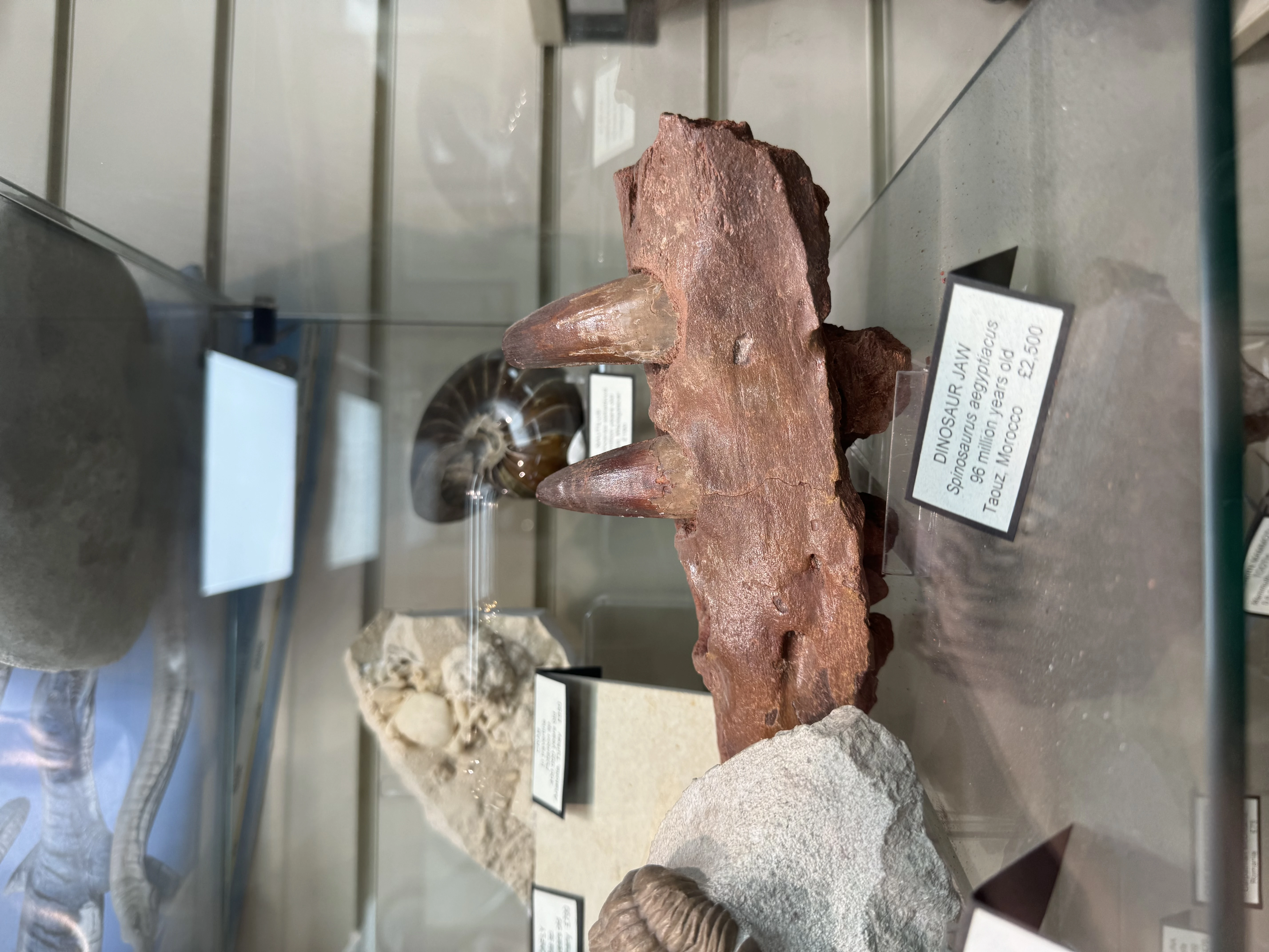 Spinosaurus jaw bone and whale inner ear bone | Fandom