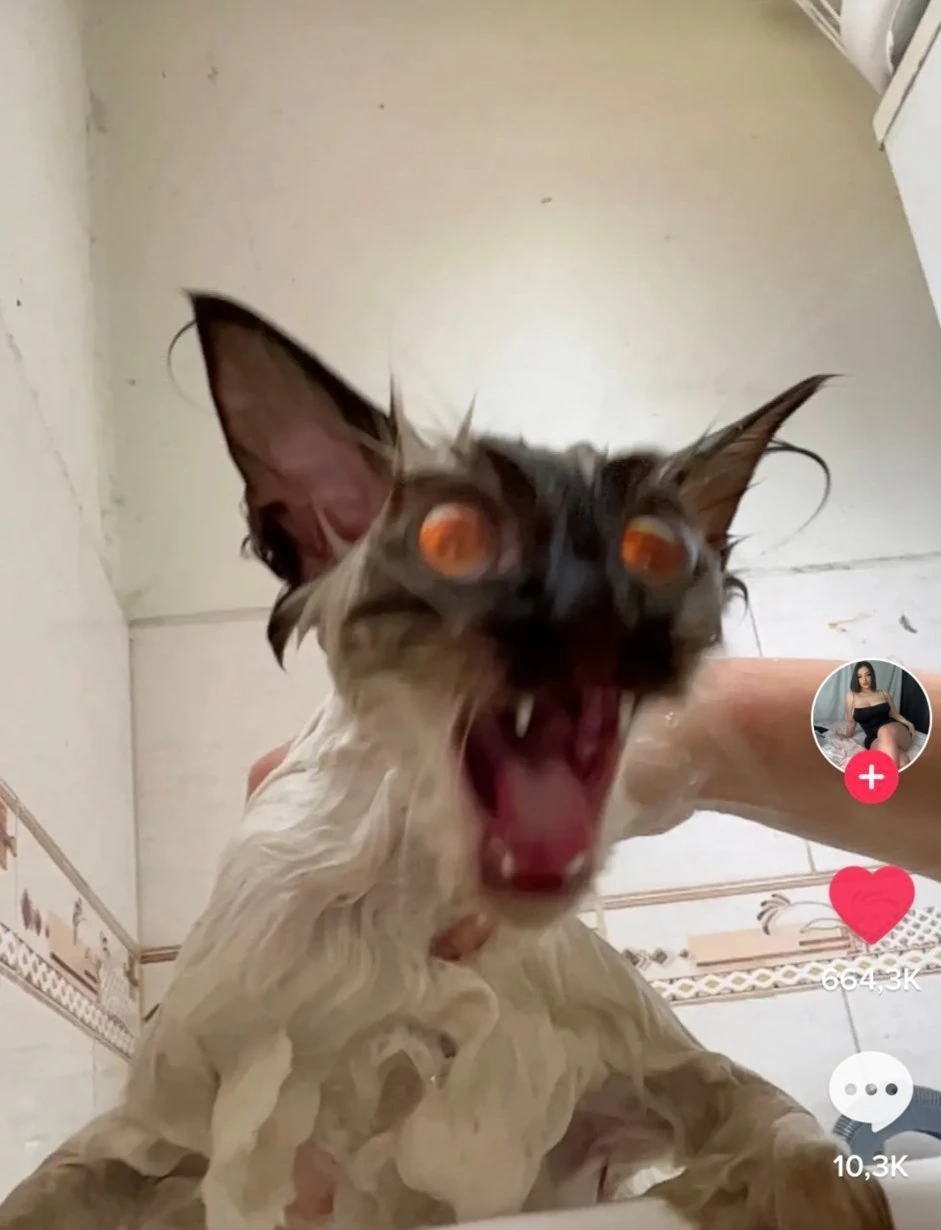 average funkipedian child upon seeing a furry | Fandom