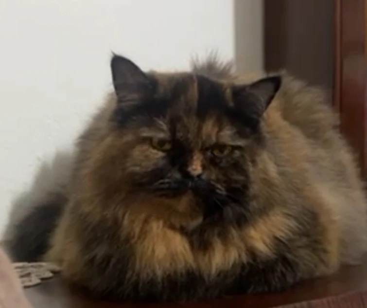 MY CAT 😭 | Fandom