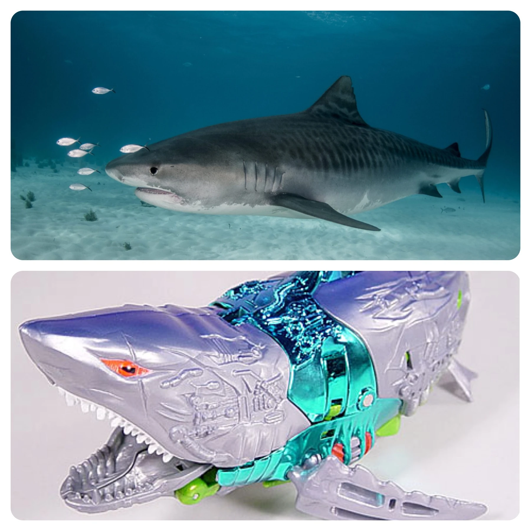 Cyber sharks alternate form is a transmetal 2 tiger shark | Fandom
