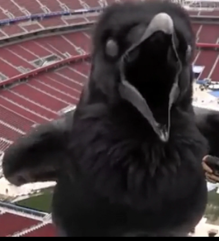 Making a creature based on your personality and pfp! | Fandom