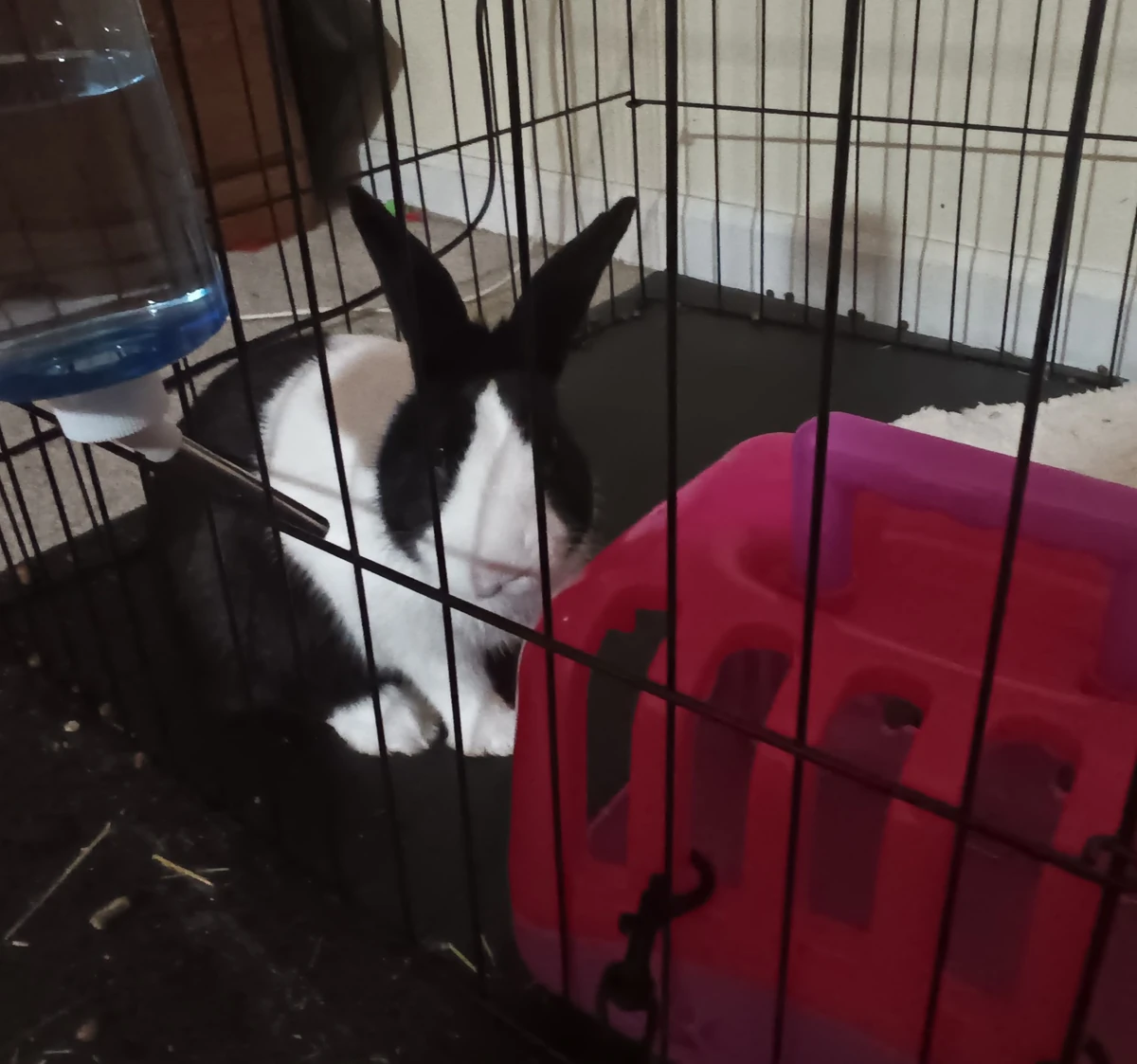 34 Rabbits Wiki | Fandom