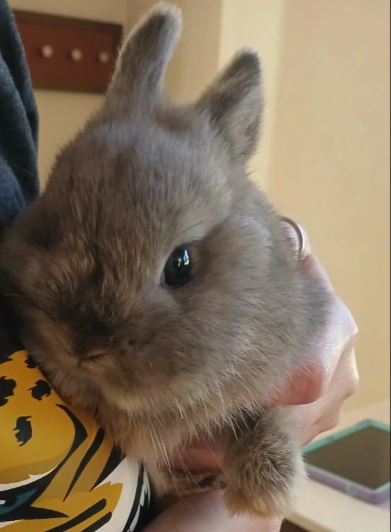 Thumper | 34 Rabbits Wiki | Fandom