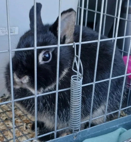 Flower | 34 Rabbits Wiki | Fandom