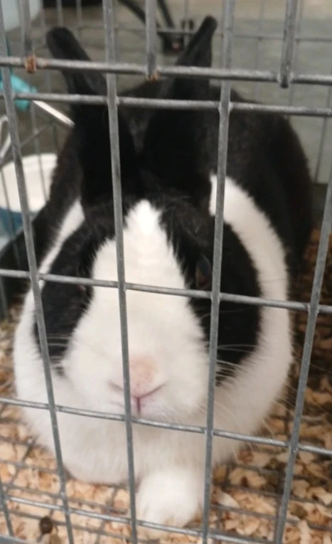 Soup | 34 Rabbits Wiki | Fandom