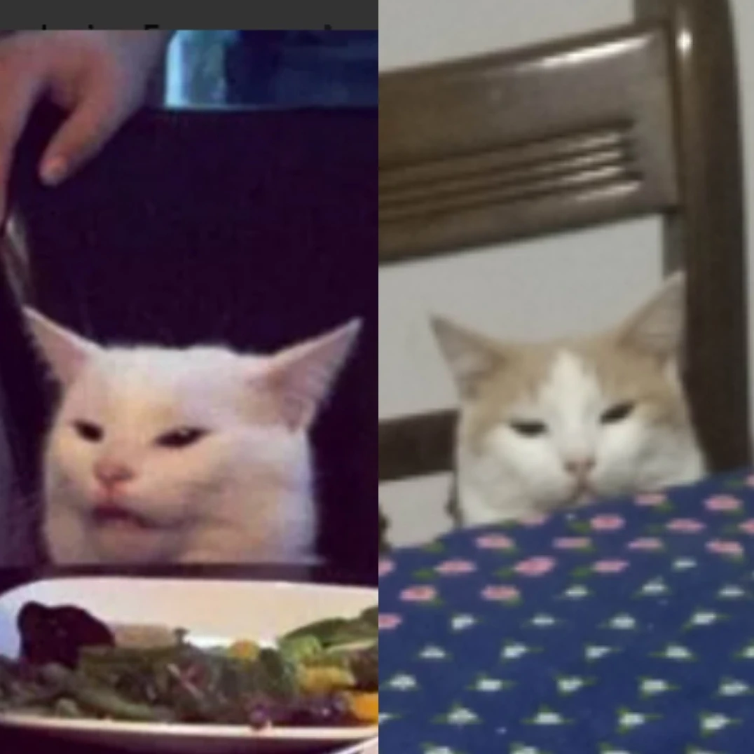 It has nothing to do with HH or HB, but my cat reminds me of the meme ...