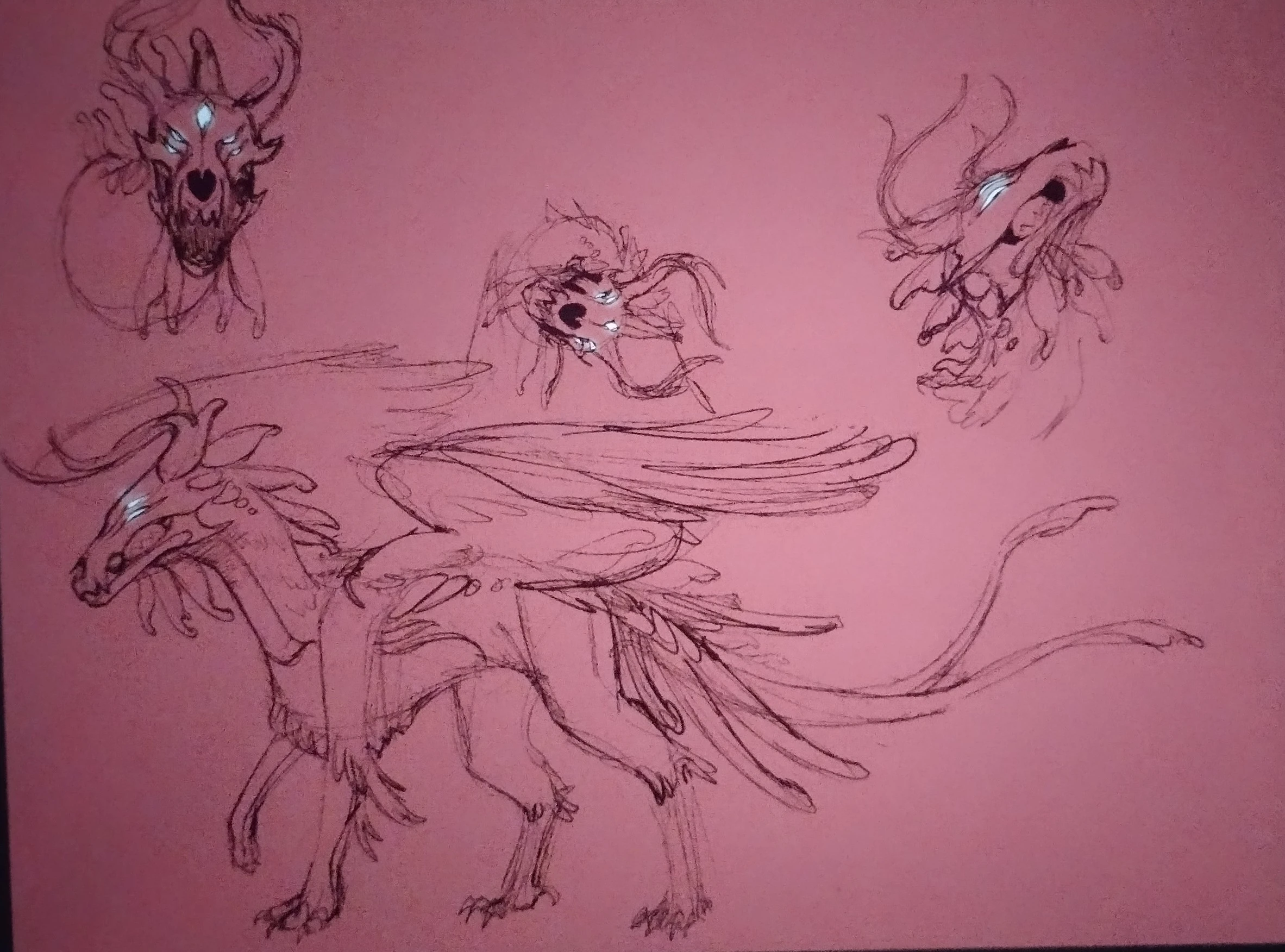 Kora + Noctla Hybrid | Fandom