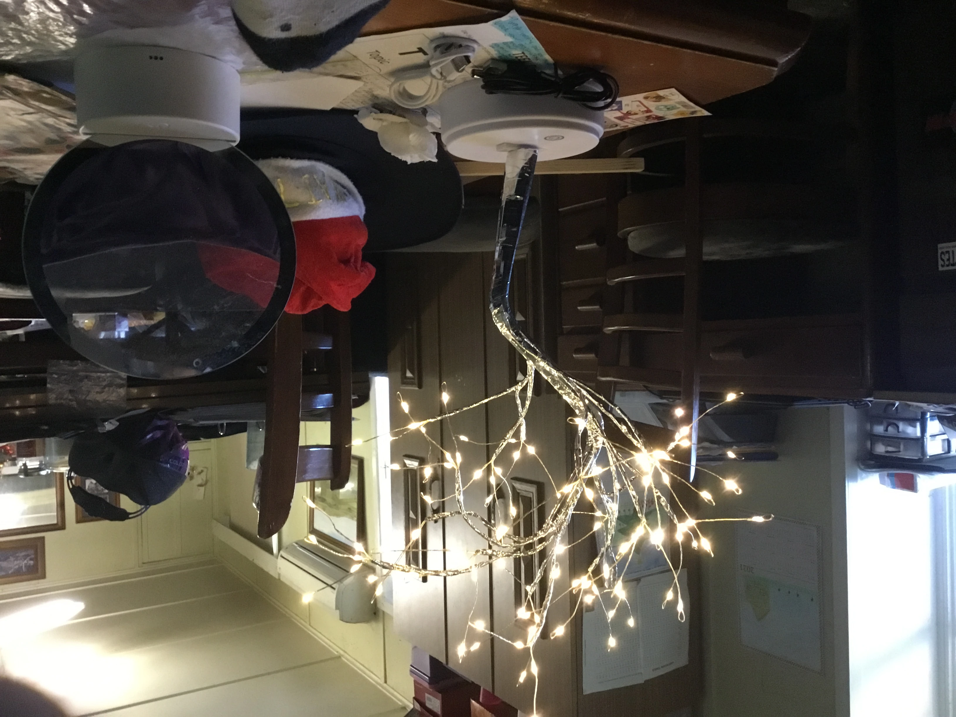 I now have a reference for when ever I draw the Moon Globe Tree | Fandom