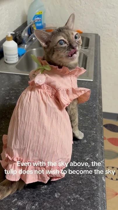 More Gumbus | Fandom