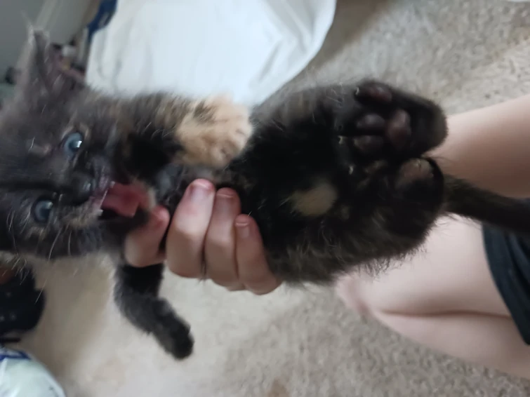 GET KITTENED | Fandom