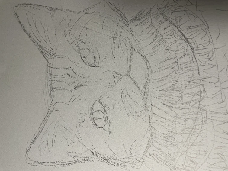 Wip cat art | Fandom