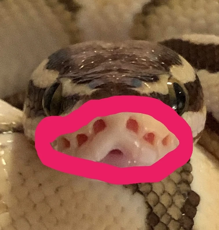 Are the things on Xeleviprex's face the pits you would find on a snake ...
