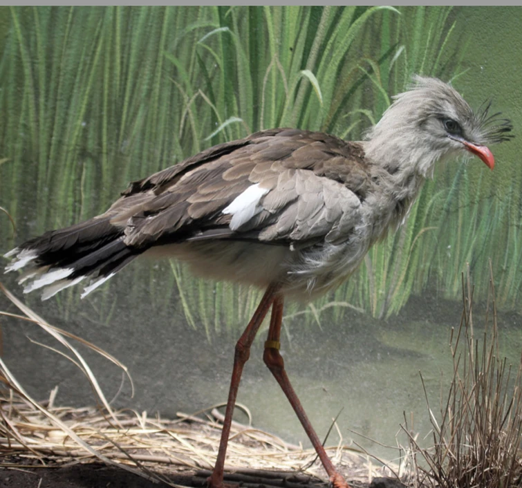 amphicyon and bathornis grallator art | Fandom