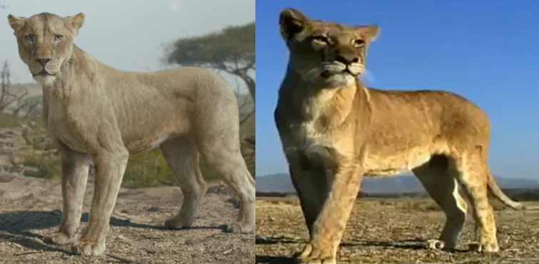 Discuss Everything About The Lion King Wiki | Fandom