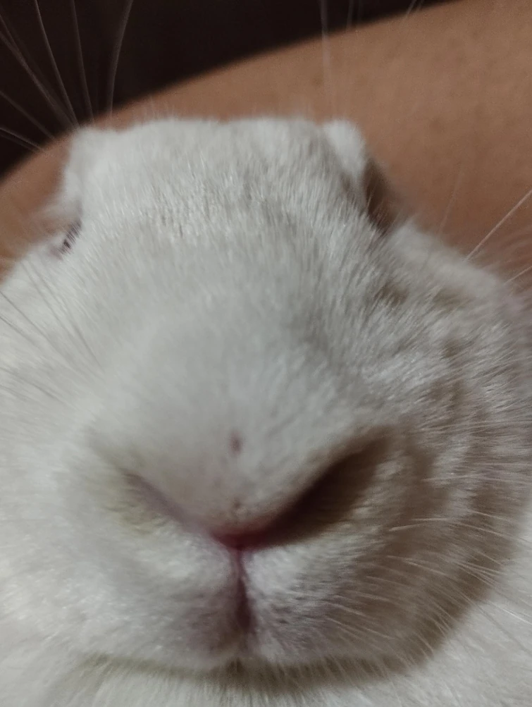 LF Oxysenix | Fandom