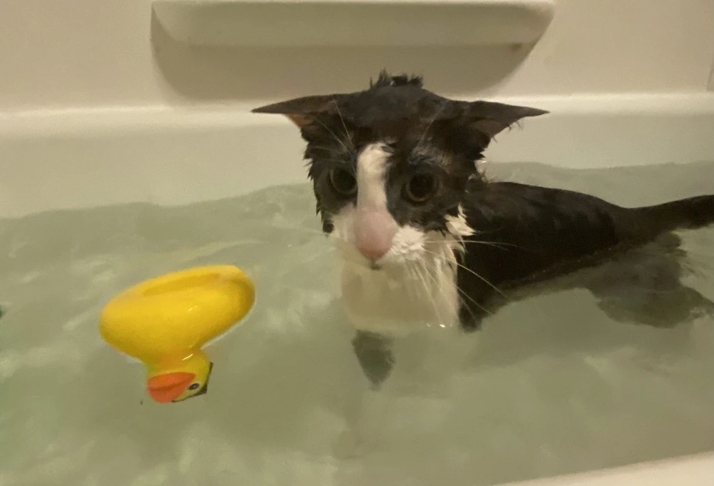 Soggy cat #6! | Fandom