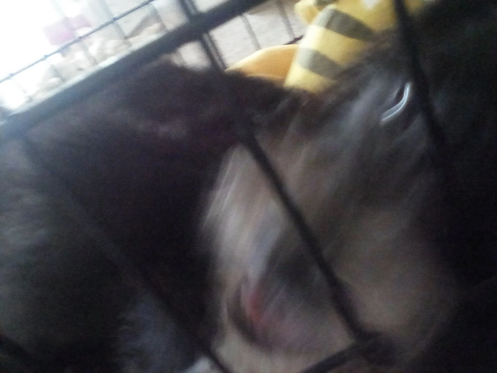 Another picture of the doggo | Fandom