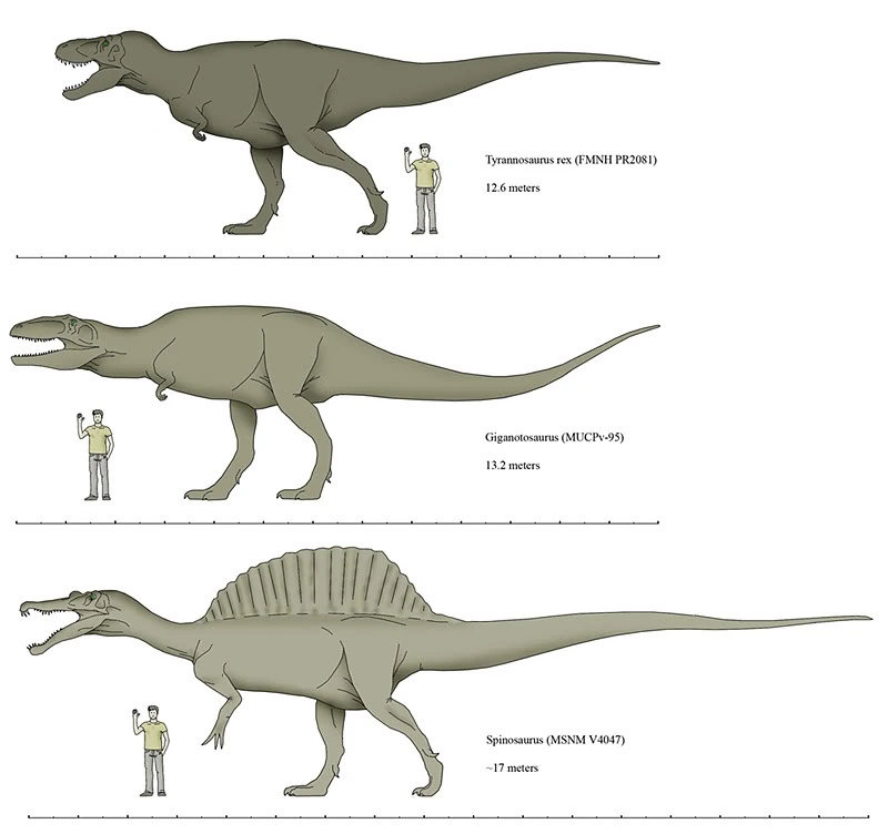 Spinosaurus Size Comparison To T Rex