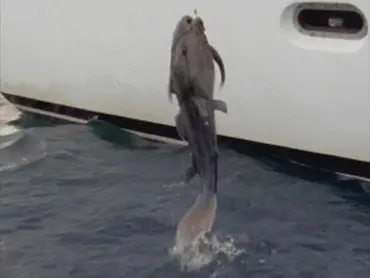 Discuss Everything About Dinopedia | Fandom