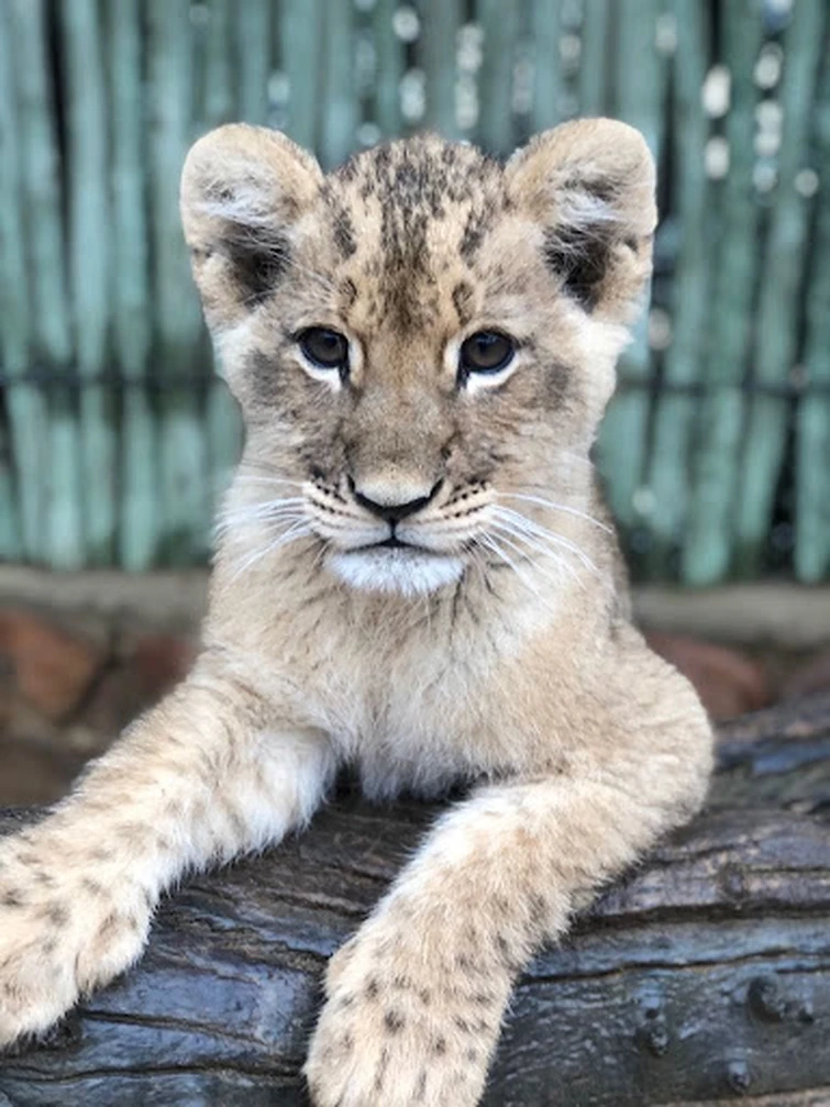 Discuss Everything About Peppa Pig Wiki | Fandom