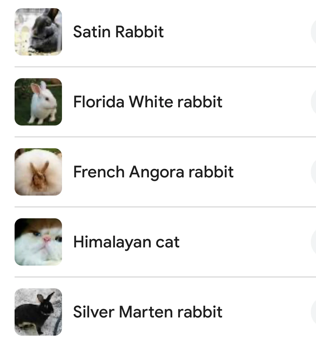 I looked up ‘breeds of rabbits’ | Fandom