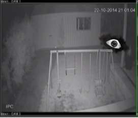 ENPHOSO SIGHTING (RARE) | Fandom