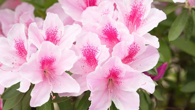 Discuss Everything About NatureRules1 Wiki | Fandom