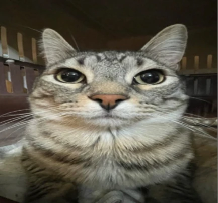 Worst creature iyo? | Fandom